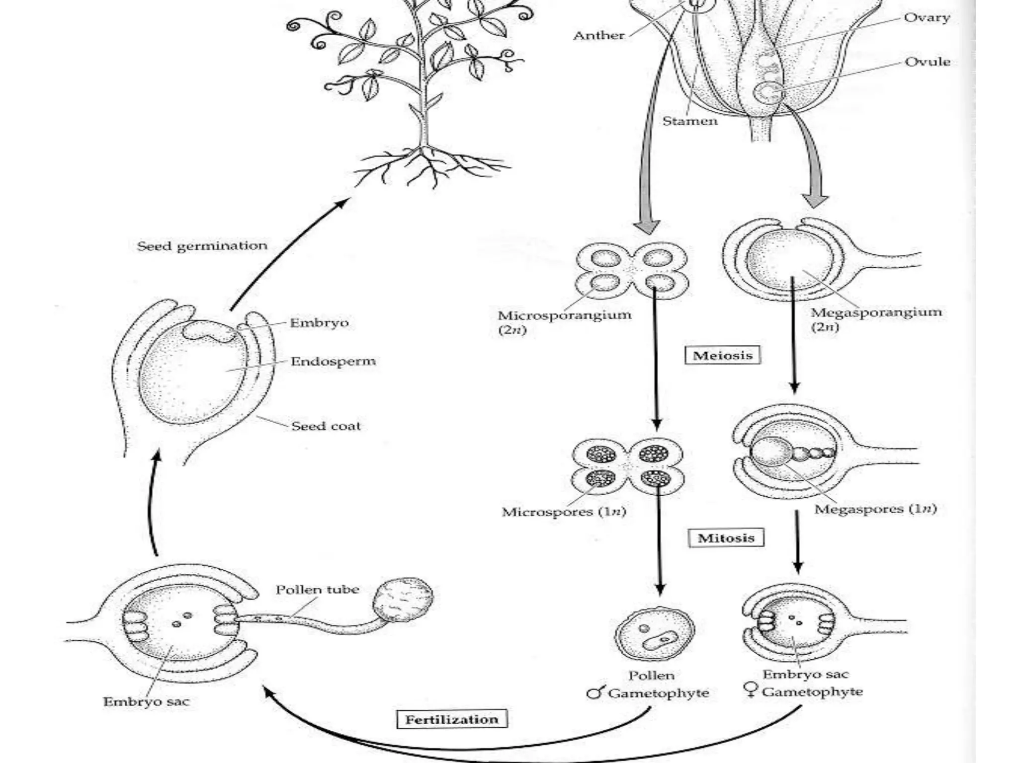 Plant embryo development | PPTX