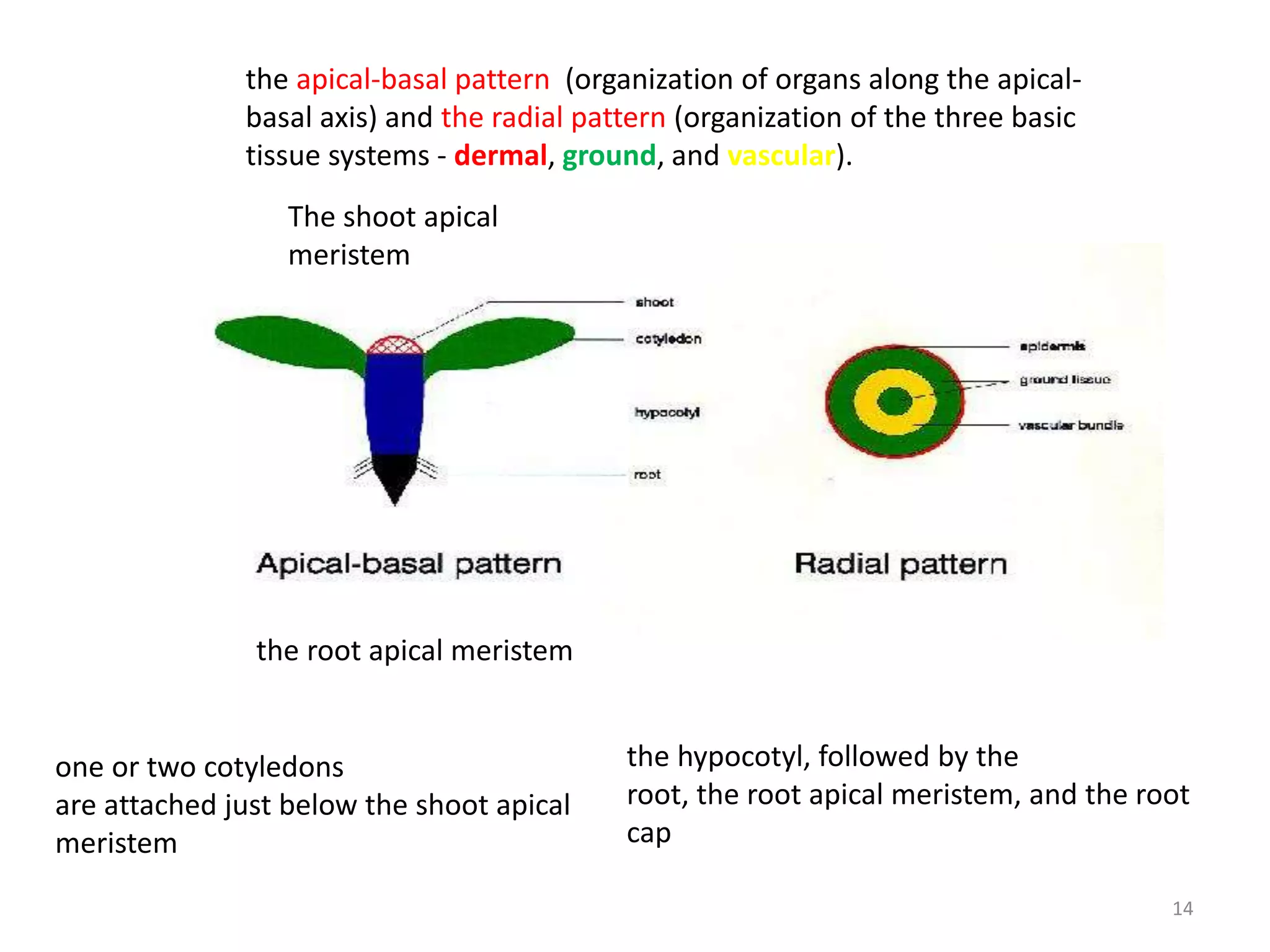 Plant embryo development | PPTX