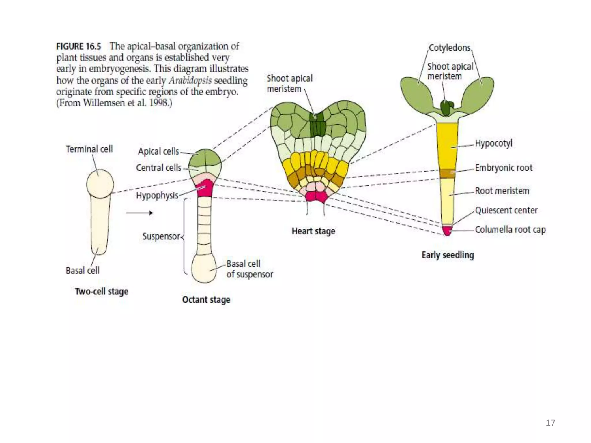 Plant embryo development | PPTX
