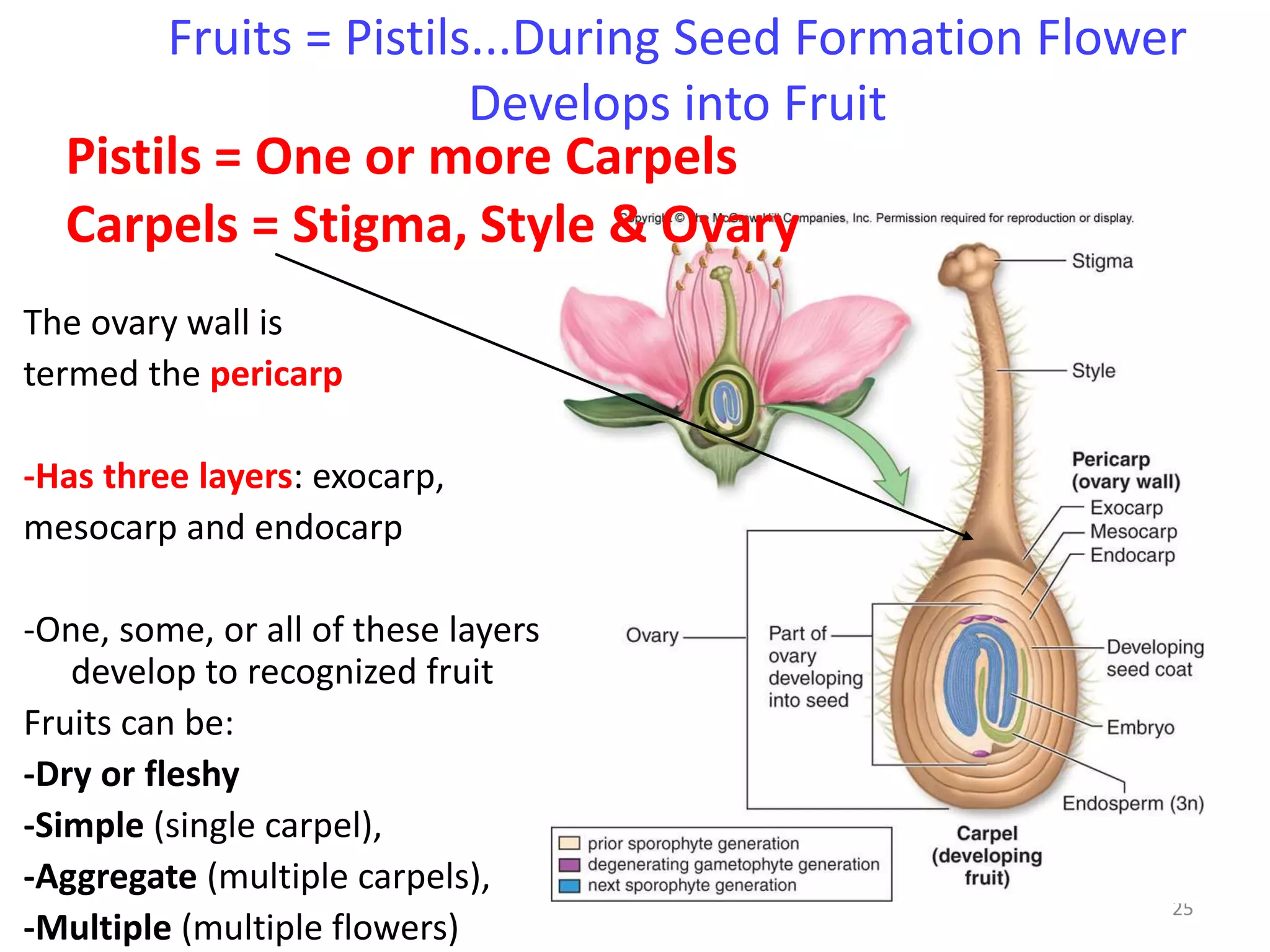 Plant embryo development | PPTX