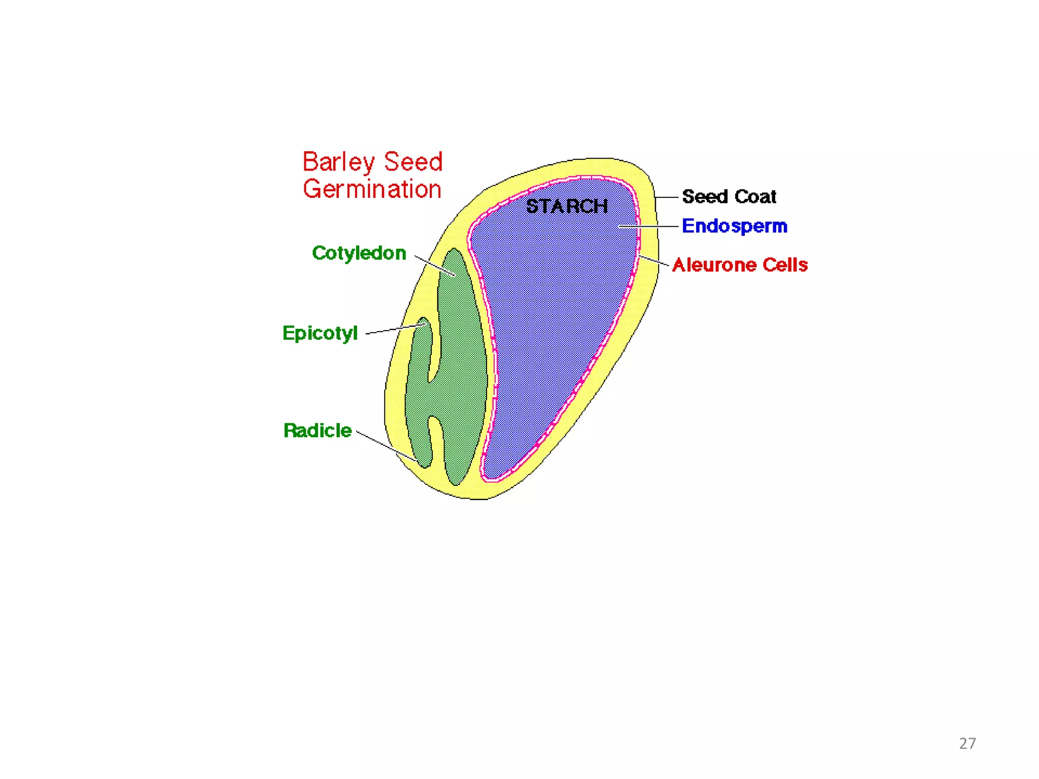 Plant embryo development | PPTX