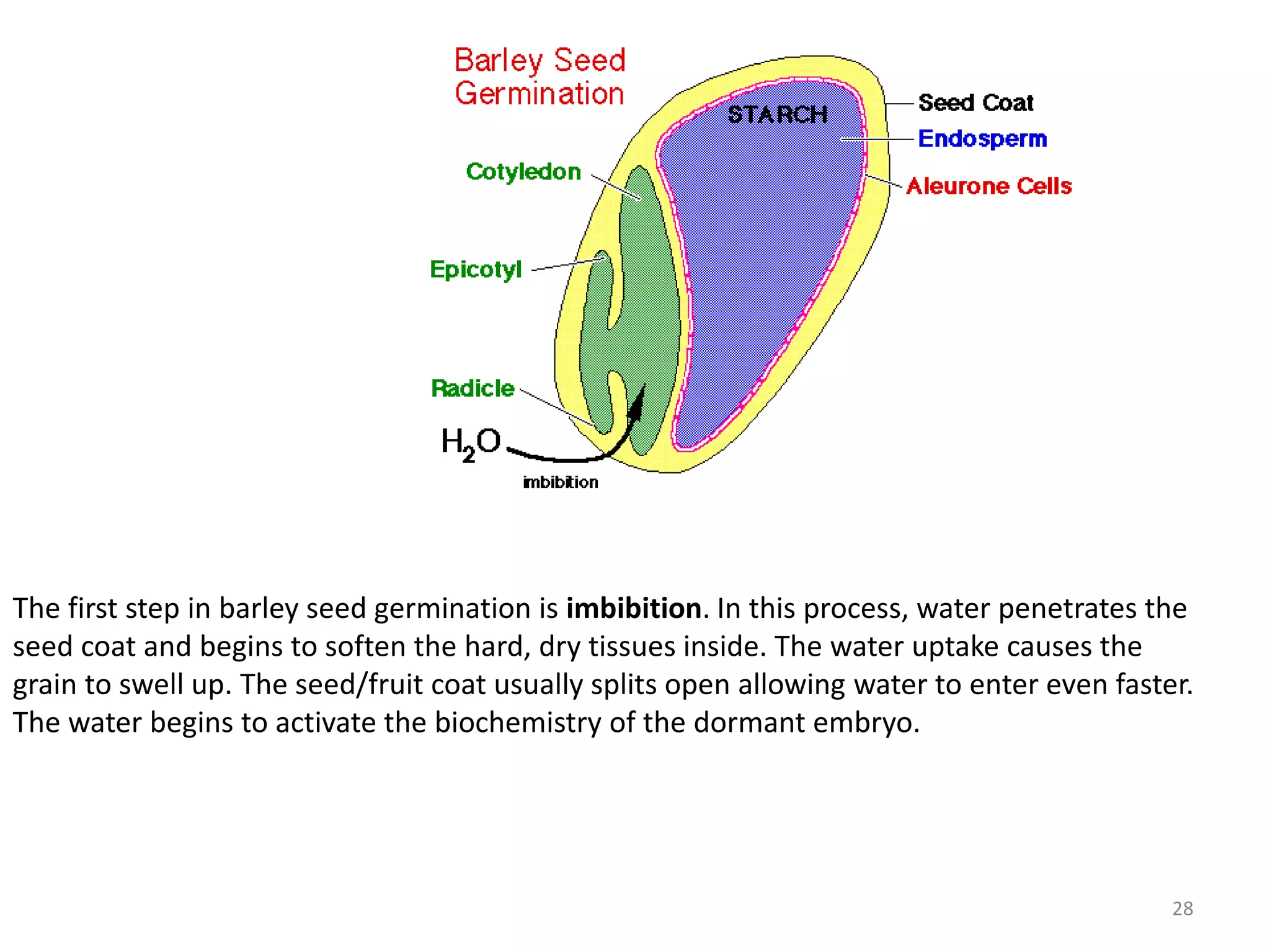 Plant embryo development | PPTX
