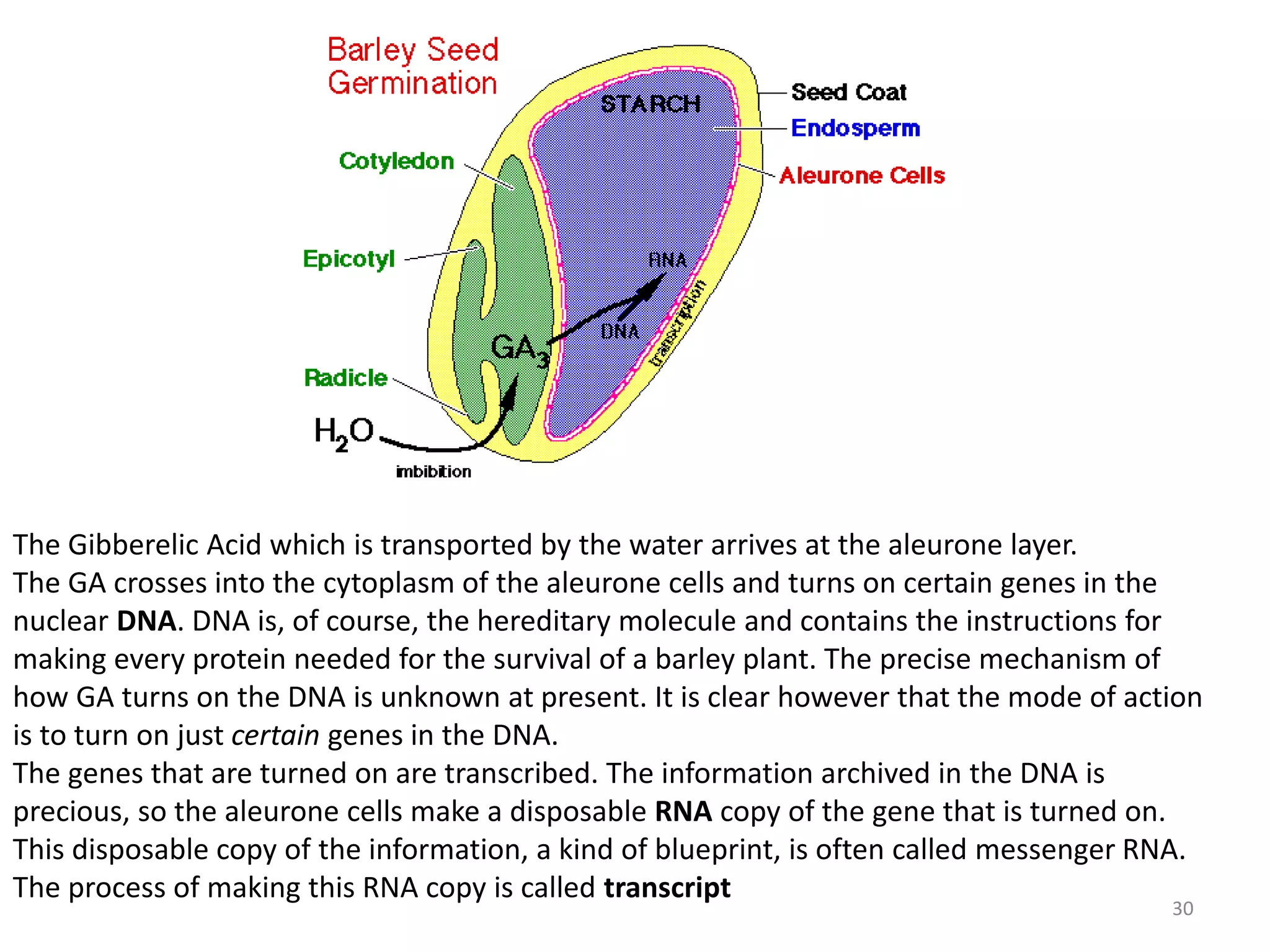 Plant embryo development | PPTX