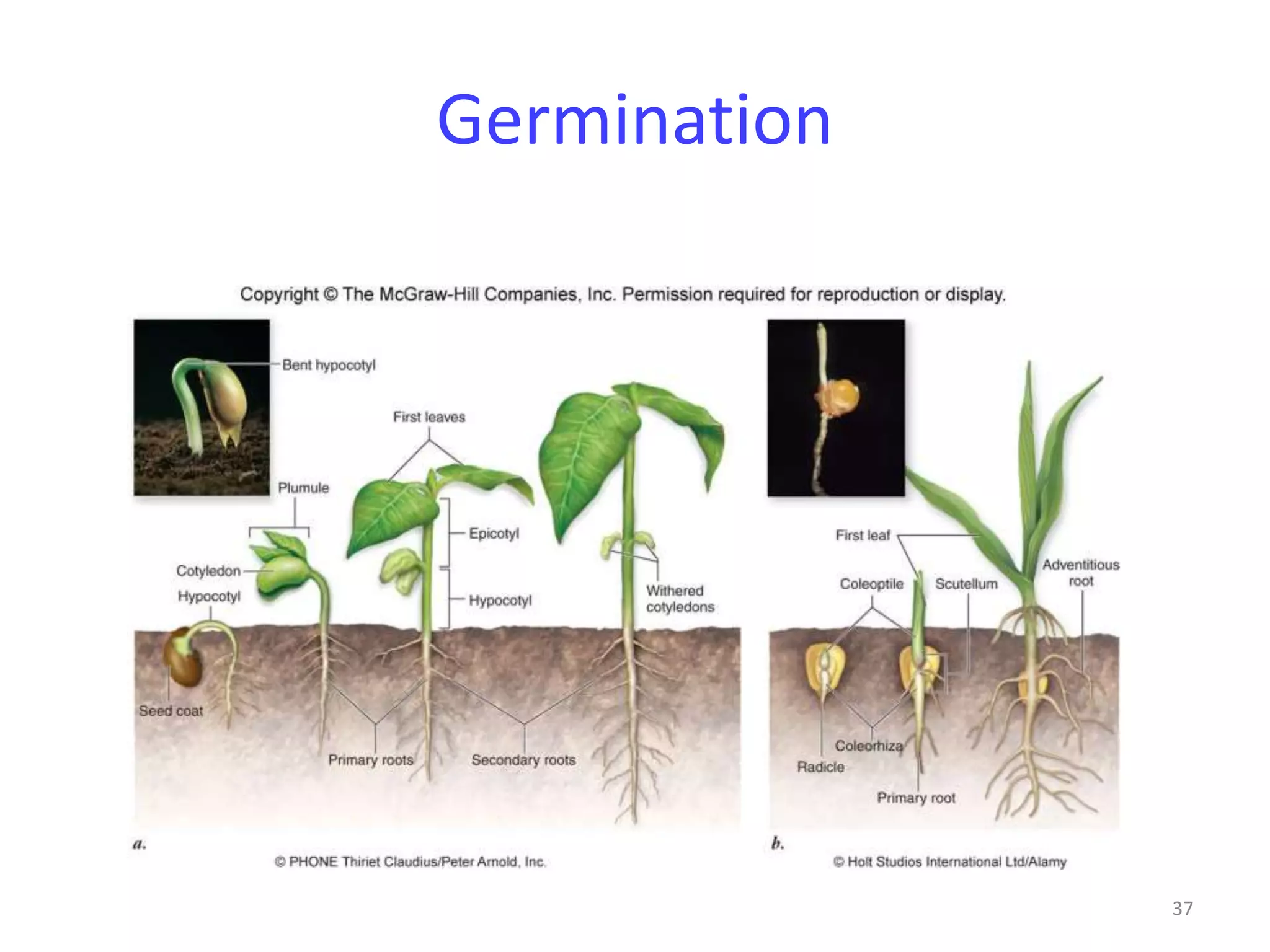 Plant embryo development | PPTX