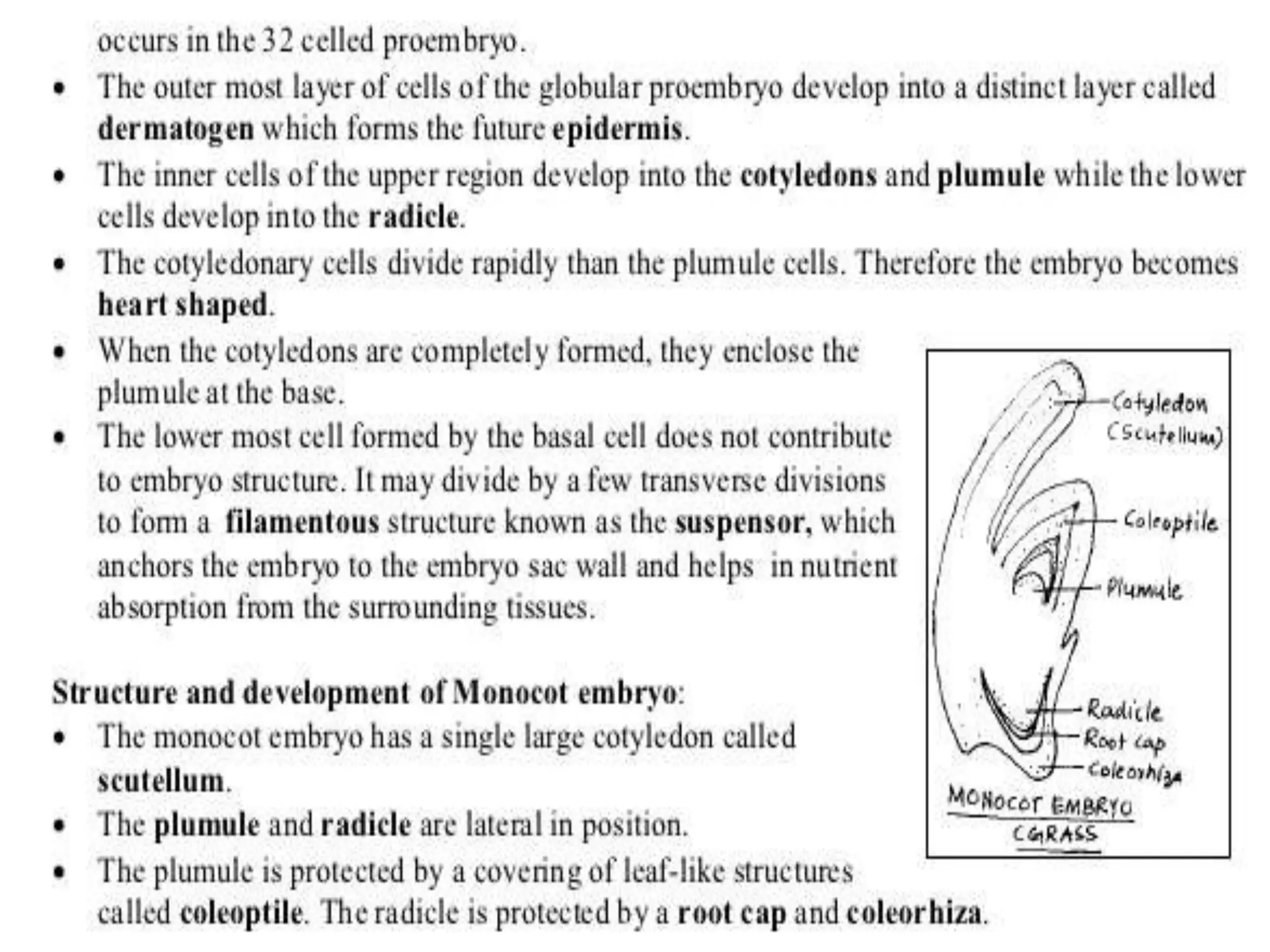 Plant embryo development | PPTX