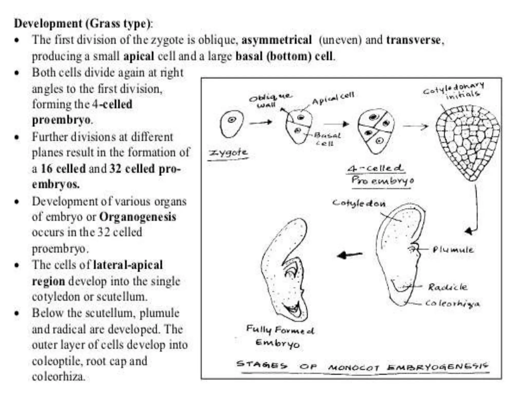 Plant embryo development | PPTX