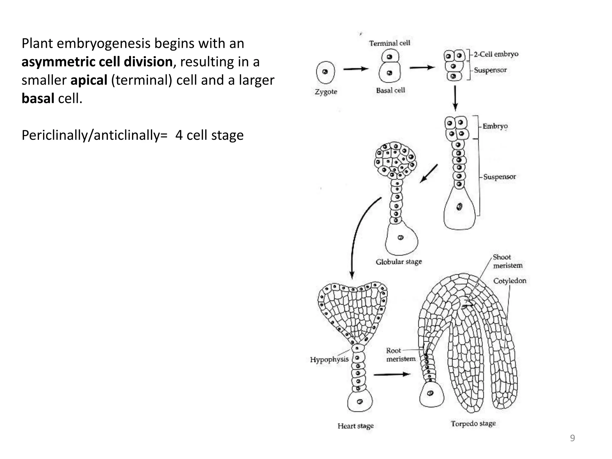 Plant embryo development | PPTX
