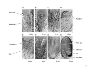 Plant embryo development | PPTX