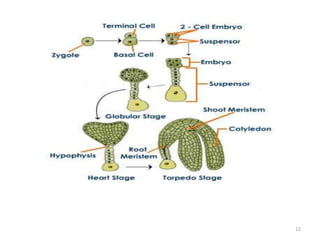 Plant embryo development | PPTX