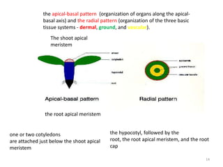 Plant embryo development | PPTX