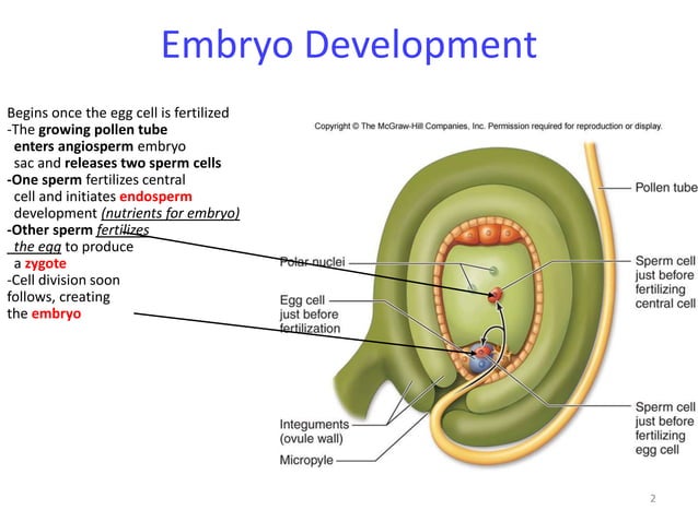 Plant embryo development | PPTX | Infertility | Reproductive Health