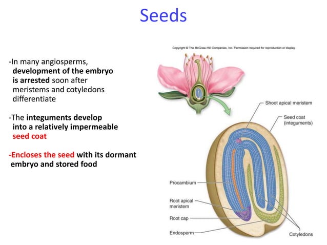 Plant embryo development | PPTX | Infertility | Reproductive Health
