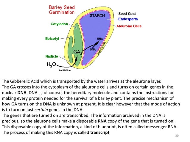 Plant embryo development | PPTX | Infertility | Reproductive Health