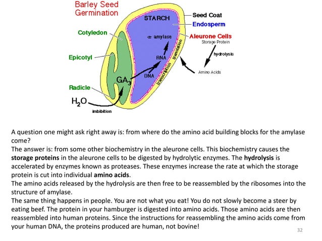 Plant embryo development | PPTX | Infertility | Reproductive Health