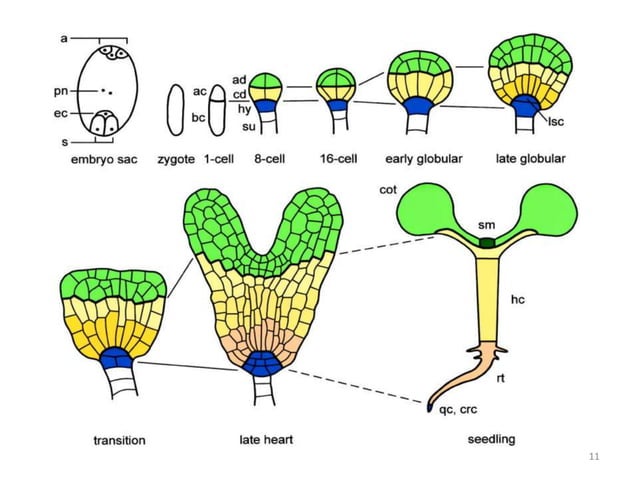 Plant embryo development
