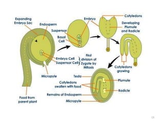 Plant Embryo Diagram