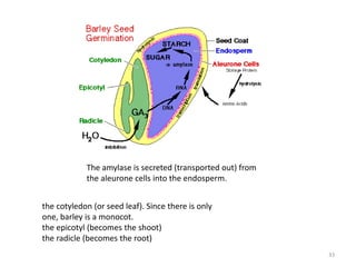 Plant Embryo Diagram