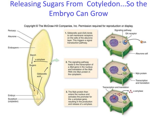 Plant embryo development