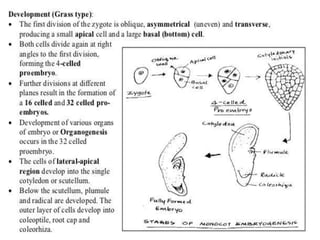 Plant Embryogenesis