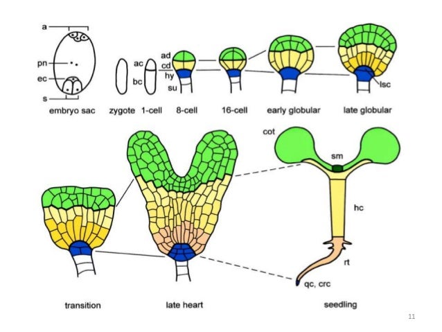 Plant embryo development
