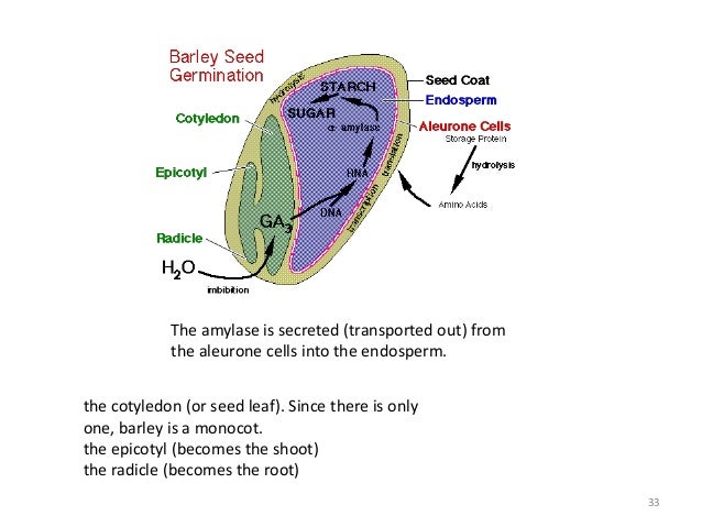Plant embryo development