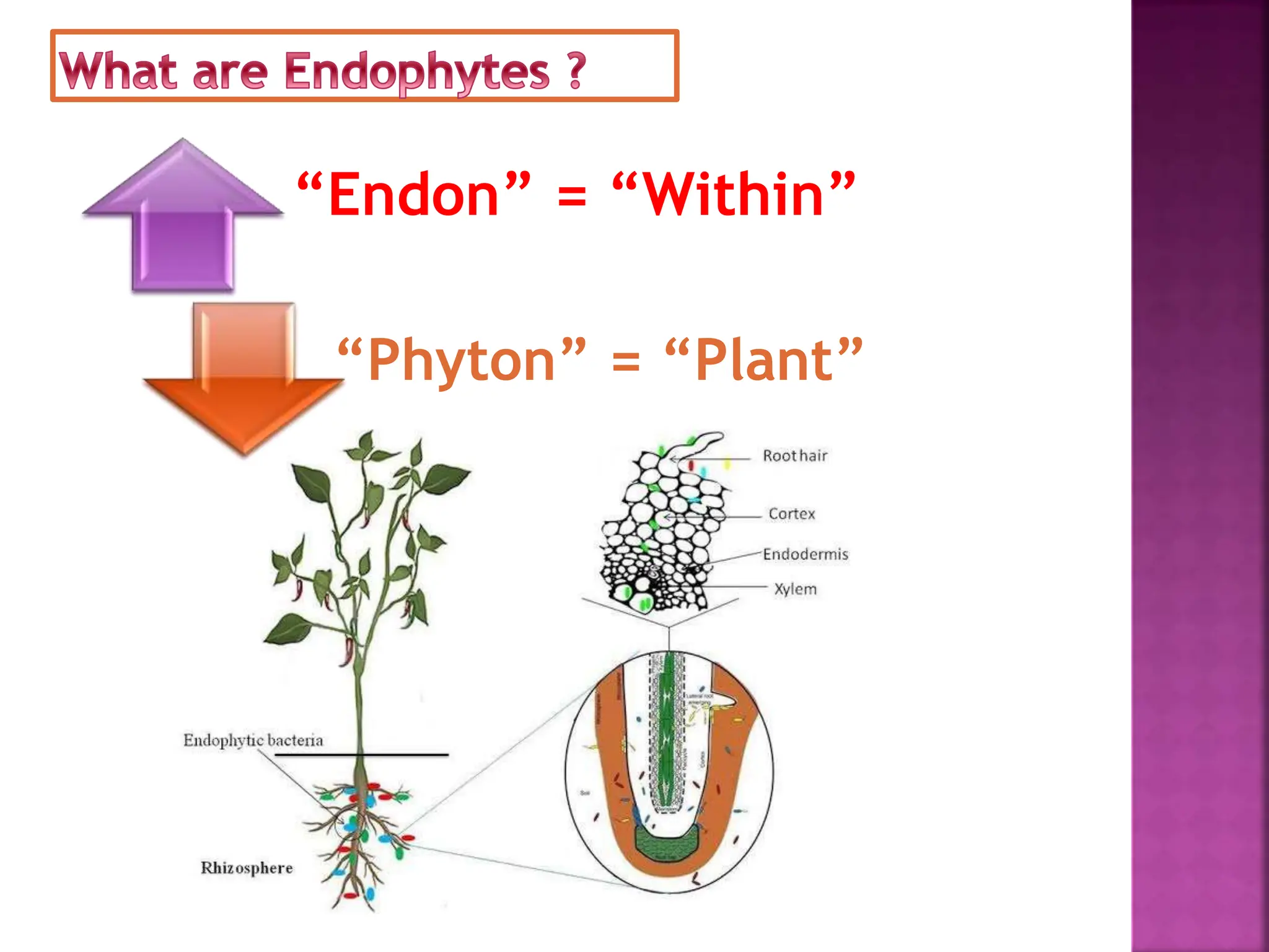 Plant Endophytes KPR.pptx