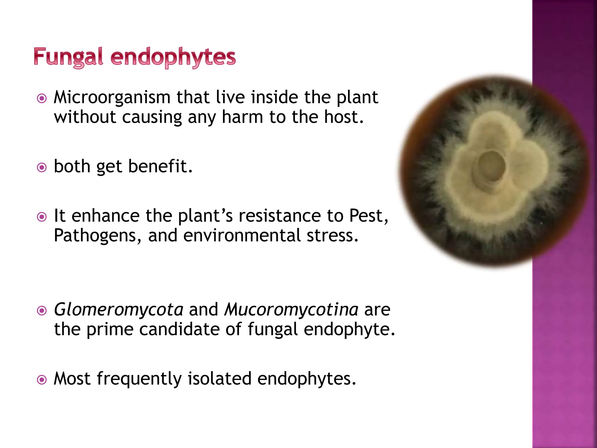 Plant Endophytes KPR.pptx