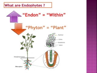 Plant Endophytes KPR.pptx