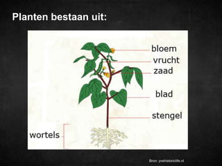 Planten en eten | PPTX