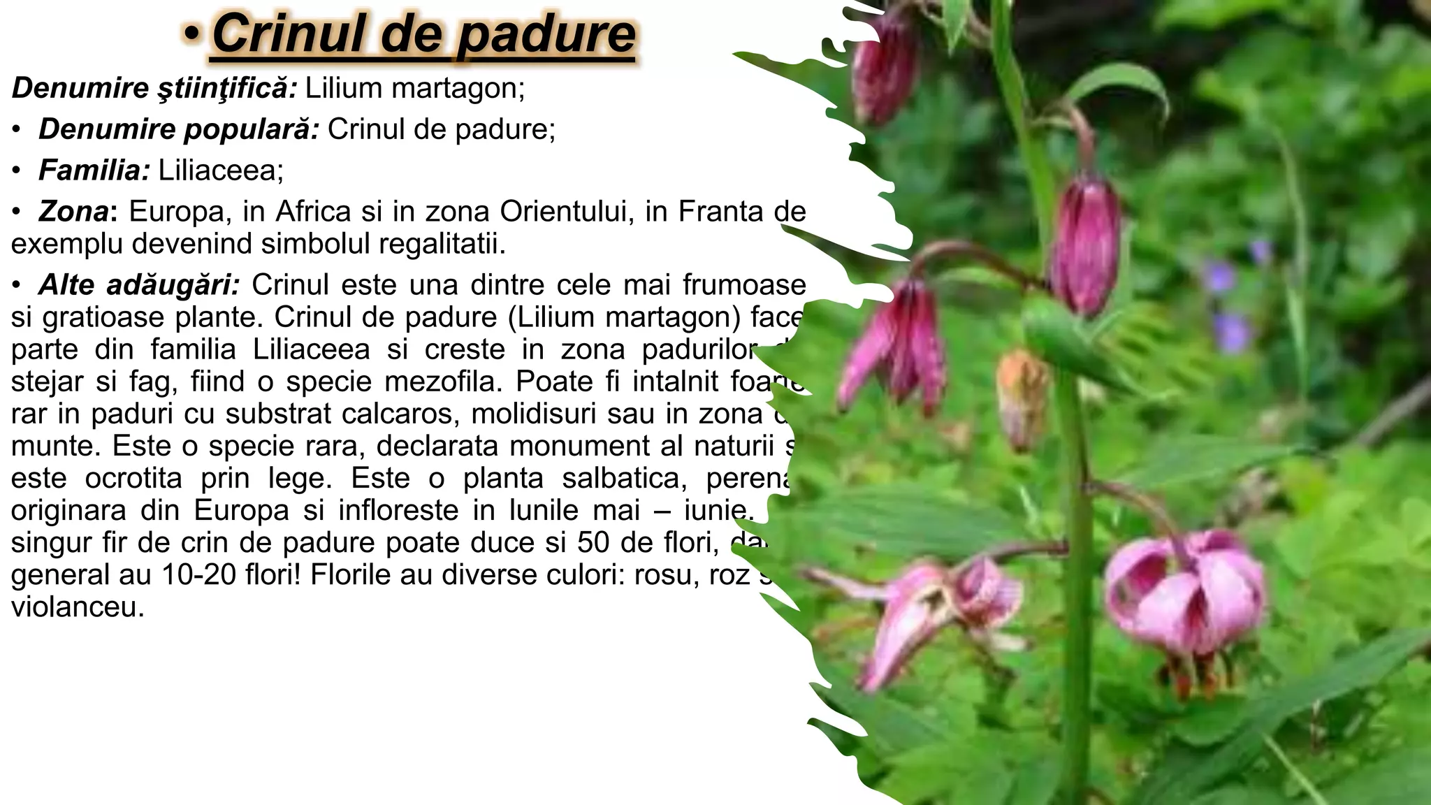 Plante ocrotite prin lege | PPTX