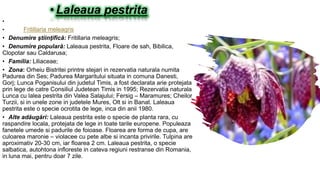 Plante ocrotite prin lege | PPTX