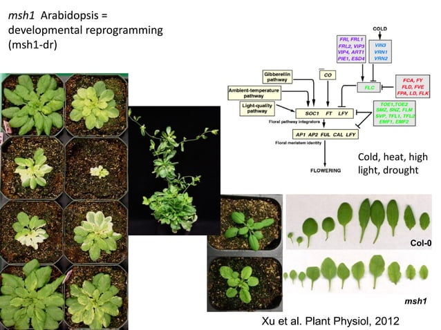 Plant epigenetic memory in plant growth behavior and stress response ...