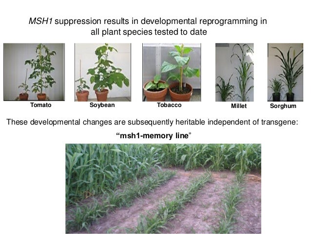 Plant epigenetic memory in plant growth behavior and stress response.…