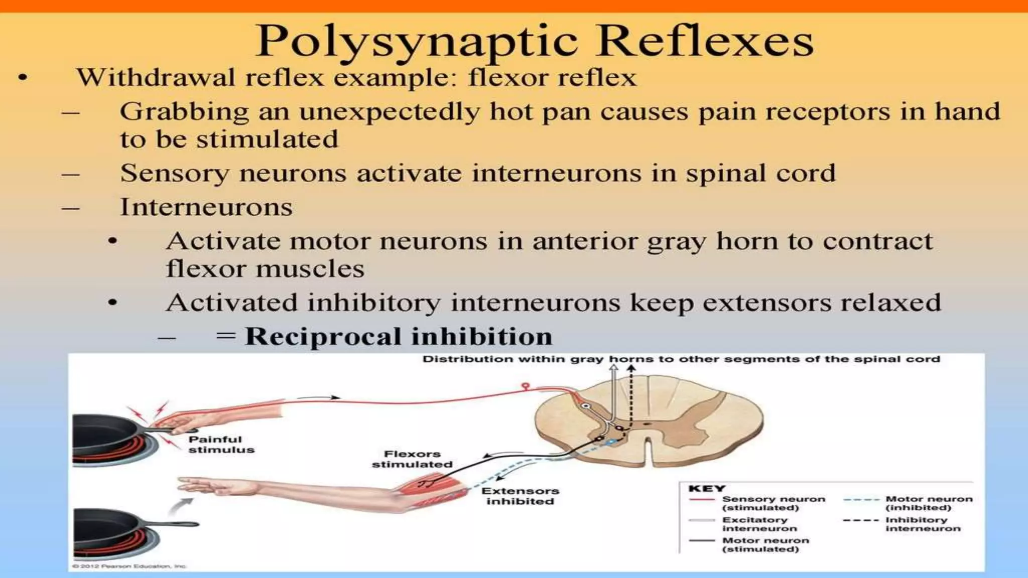 Plantar reflex | PPTX