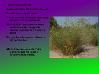 argelaga i fonoll | ODP