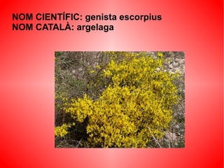 argelaga i fonoll | ODP