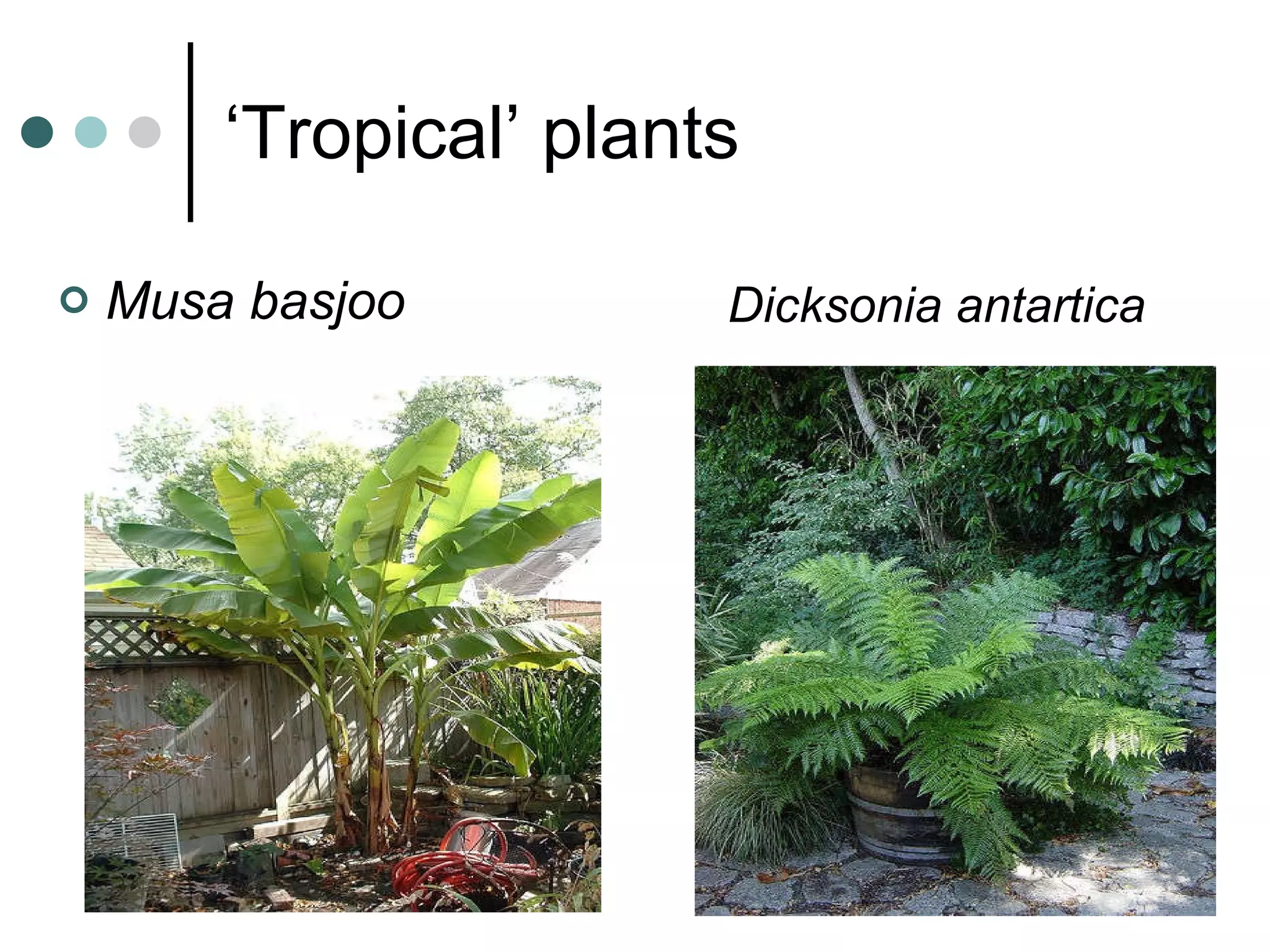 Plant examples week 22 | PPT