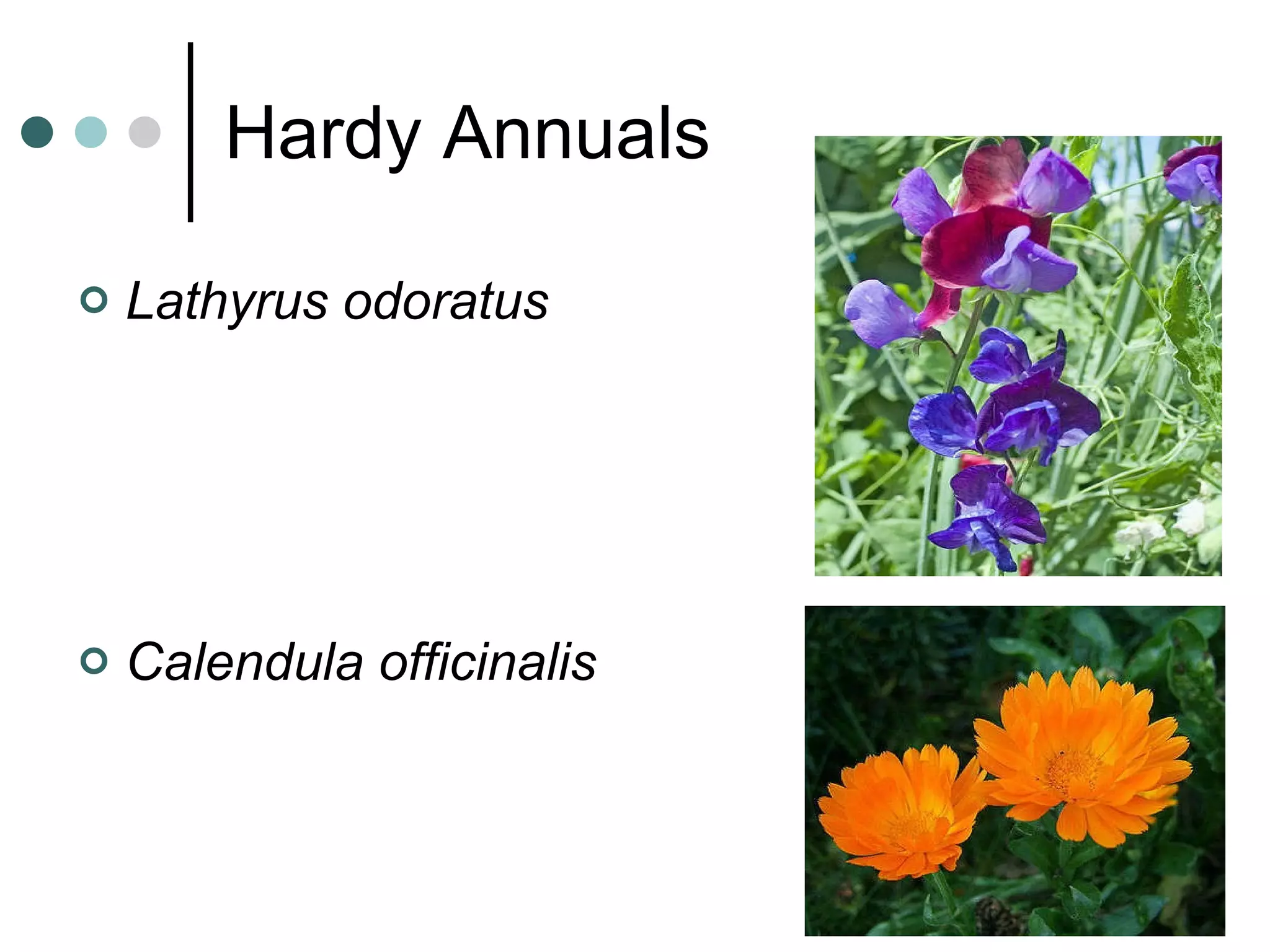 Plant examples week 22 | PPT