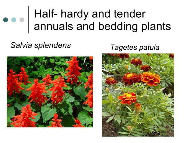 Plant examples week 22 | PPT