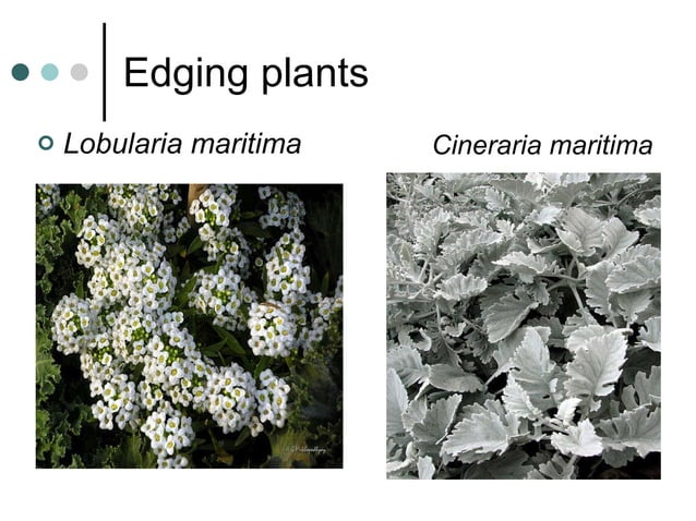 Plant examples week 22 | PPT