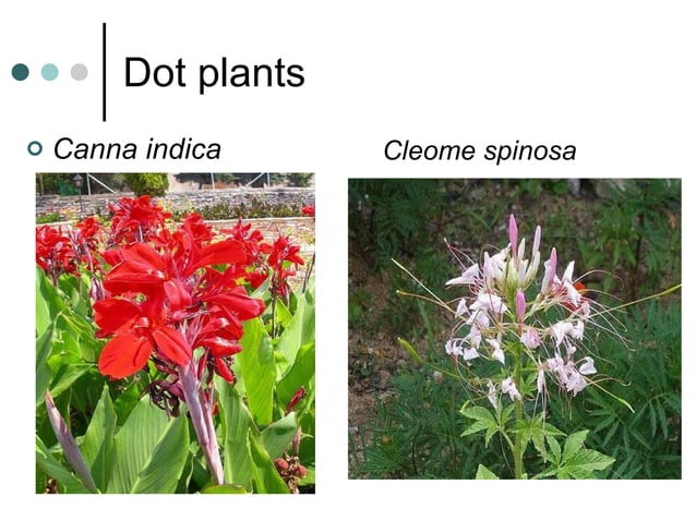 Plant examples week 22 | PPT
