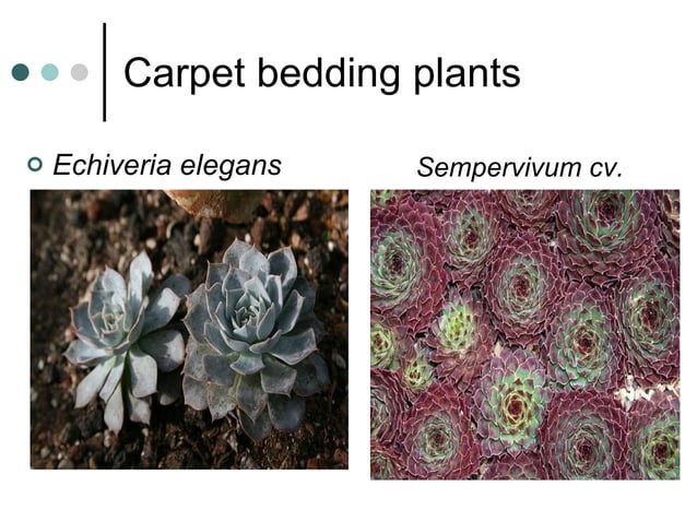 Plant examples week 22 | PPT