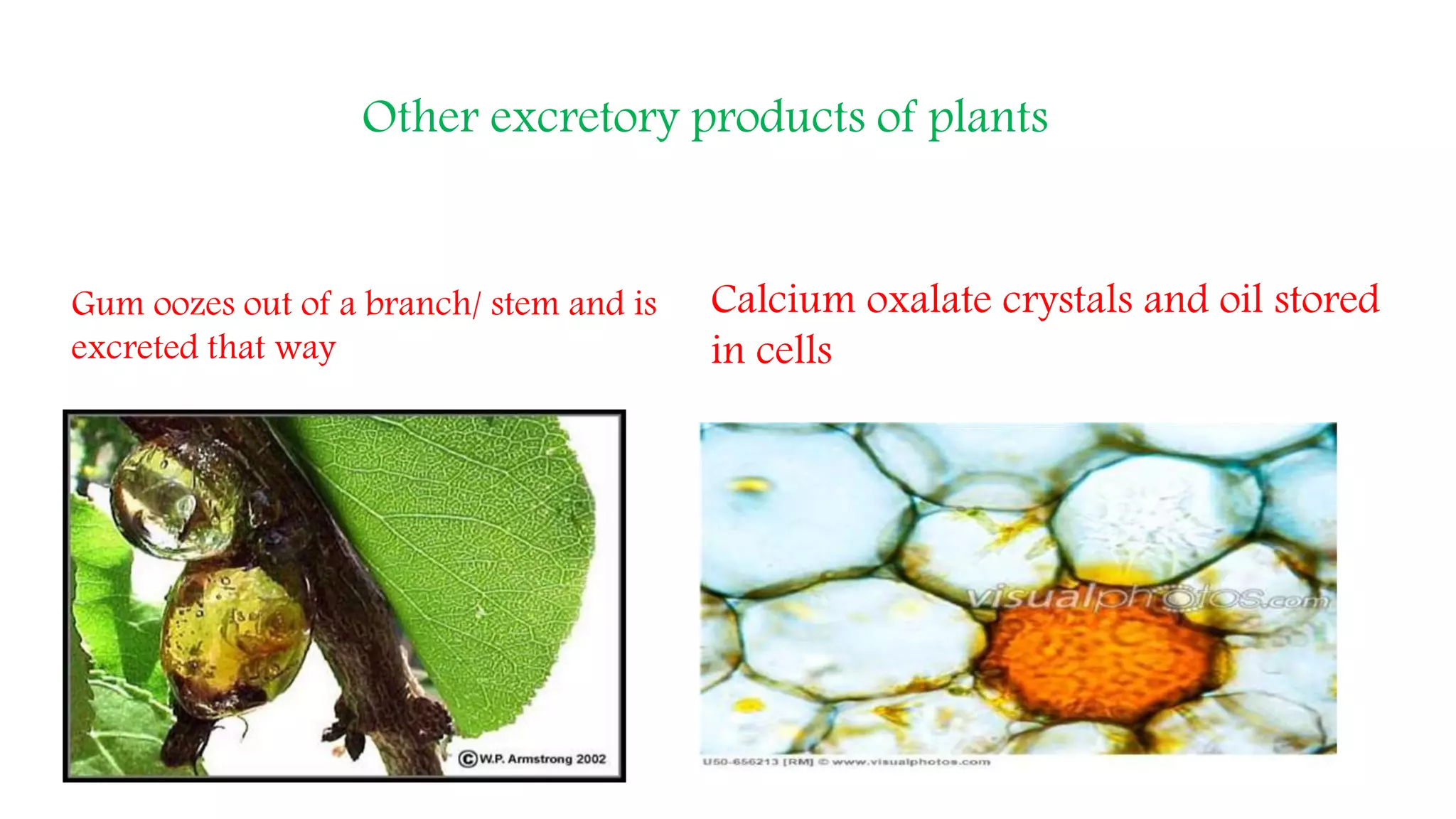 Plant excretion | PPT