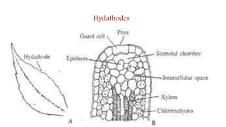 Plant excretion | PPT