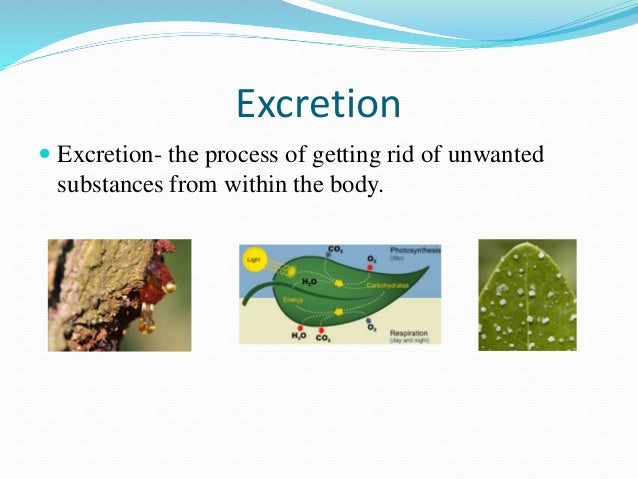Excretion In Plants Part1 Youtube