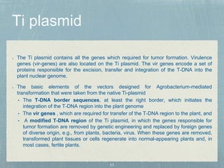 Plant expression vectors | PPTX