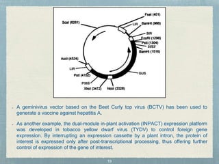 Plant expression vectors | PPTX