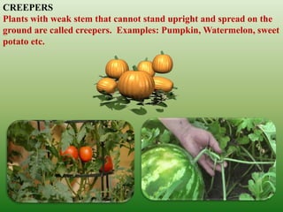 THE PLANT FAIRY ENVIRONMENTALSTUDIES CBSE CLASS - III | PPTX