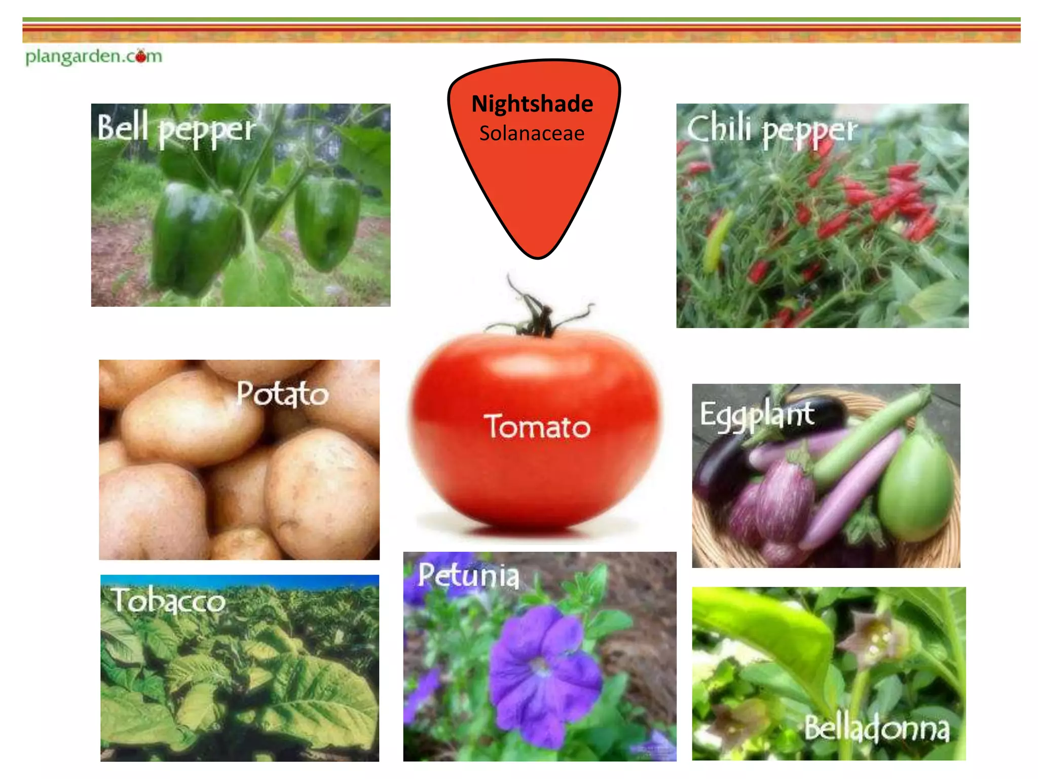 Vegetable Plant Families To Understand Companion Planting | PPTX