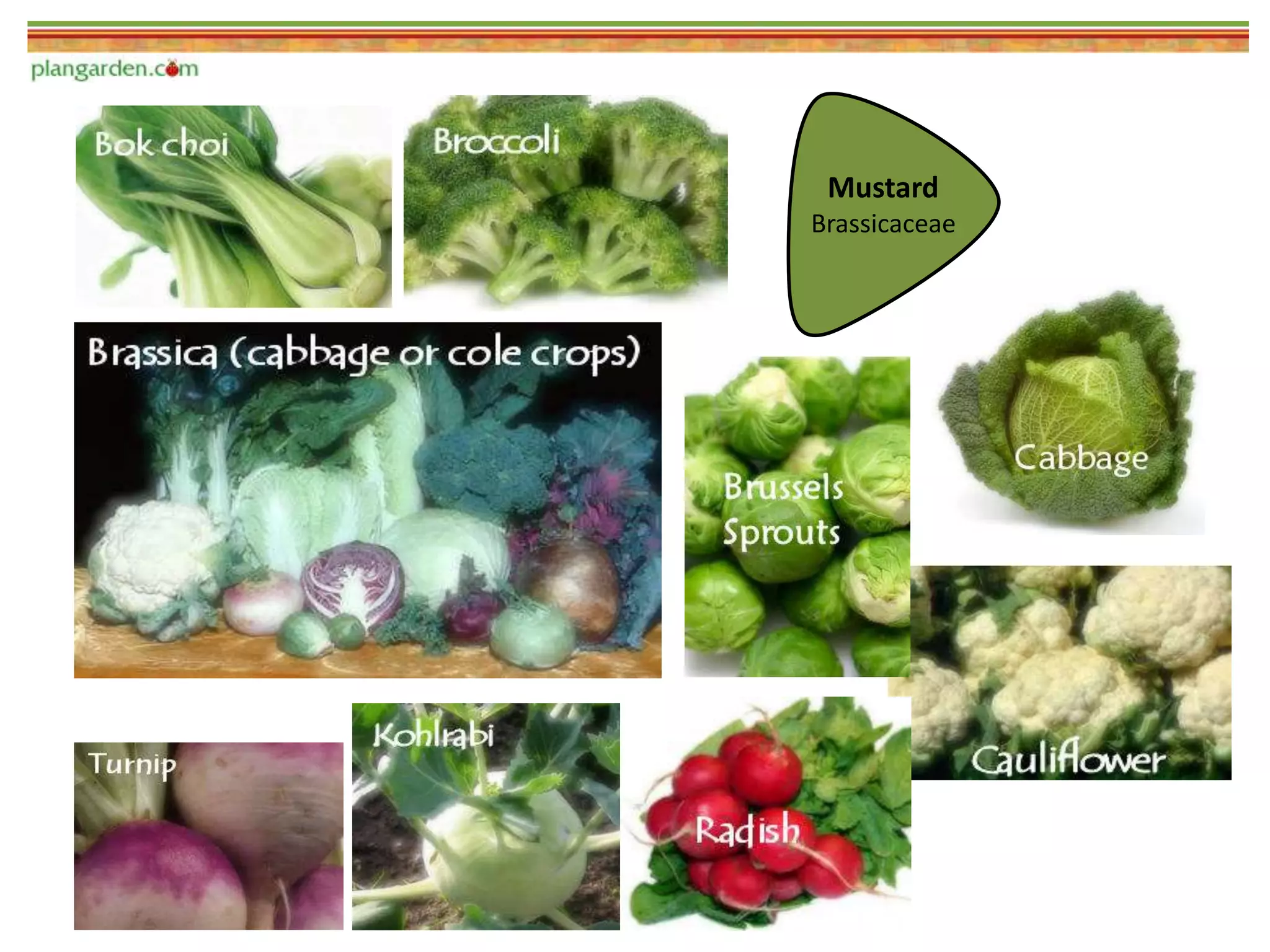 Vegetable Plant Families To Understand Companion Planting | PPTX